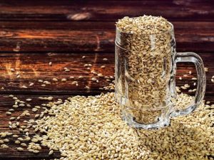 What is Malt Barley? Everything You Need To Know